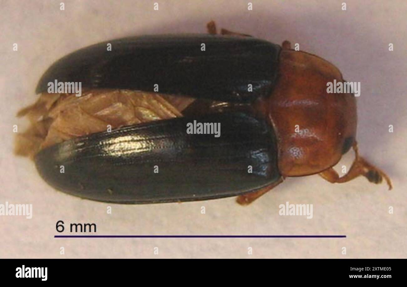 Pleasing Fungus Beetles (Erotylidae) Insecta Stock Photo - Alamy