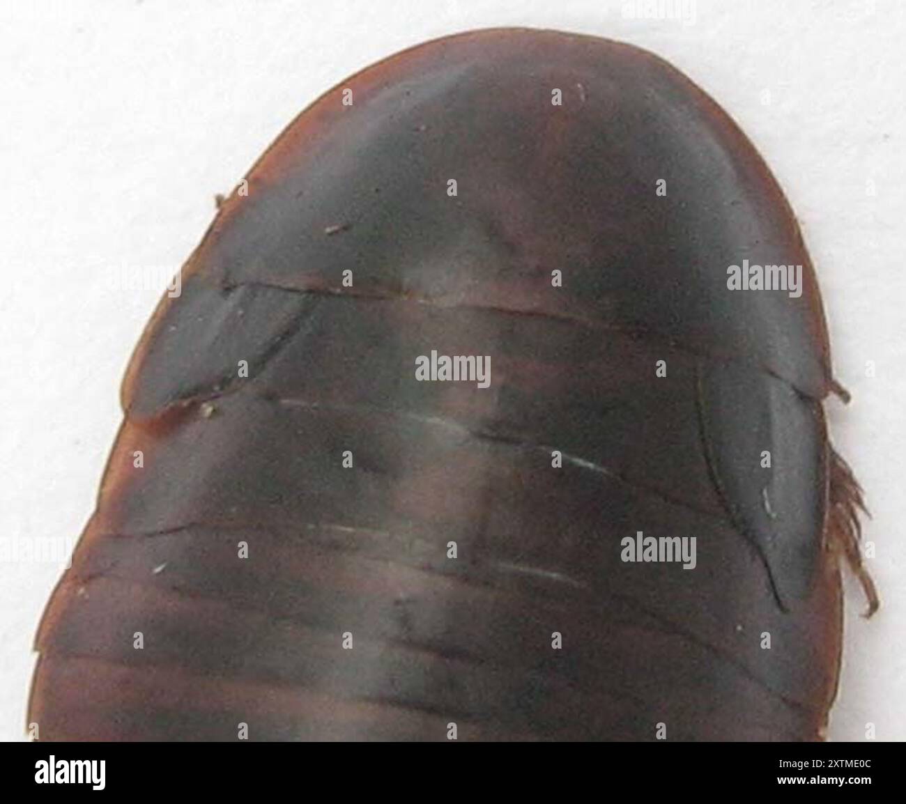 Cockroaches and Termites (Blattodea) Insecta Stock Photo - Alamy