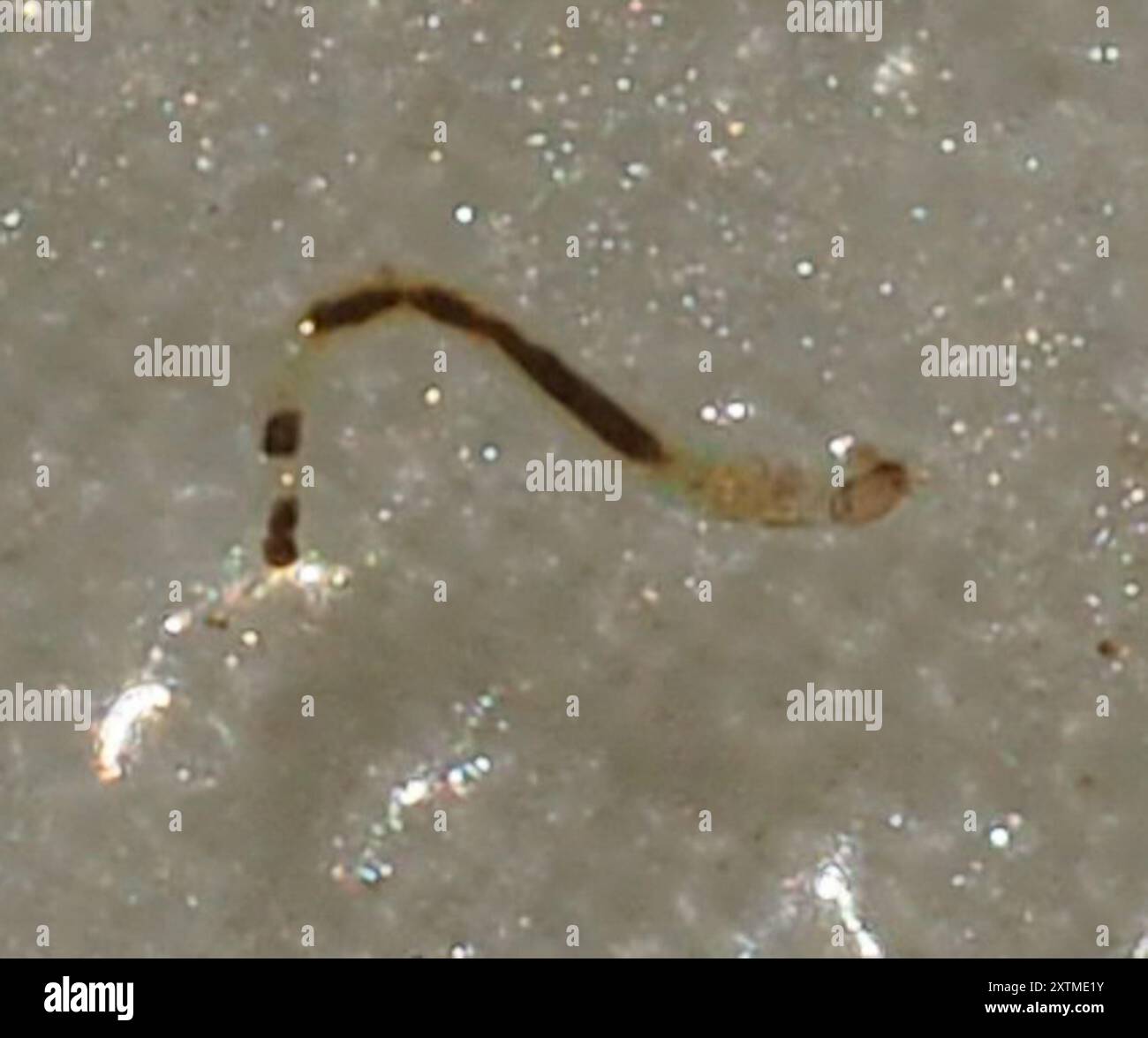 Biting Midges (Ceratopogonidae) Insecta Stock Photo - Alamy