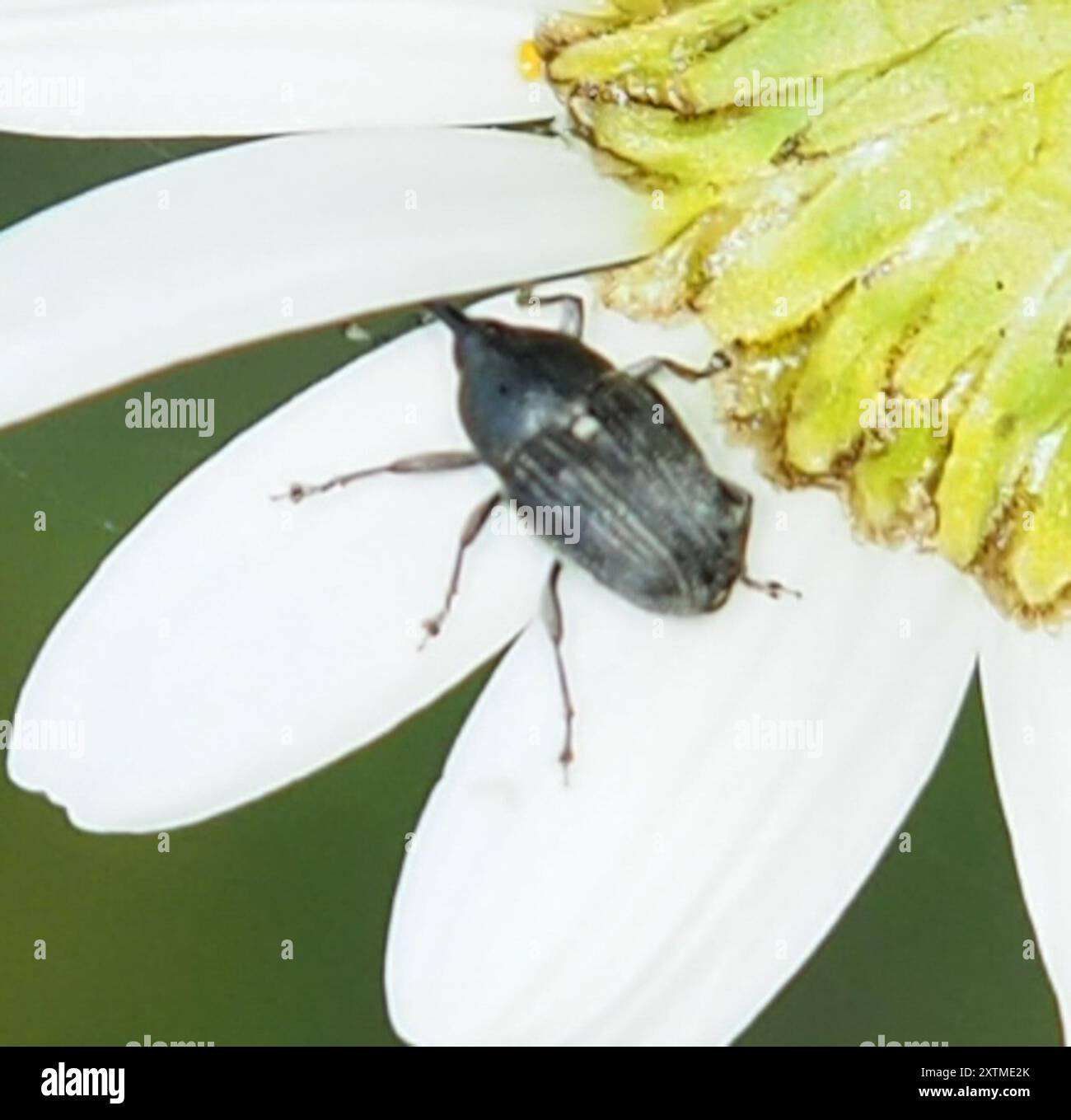 True Weevils (Curculionidae) Insecta Stock Photo - Alamy