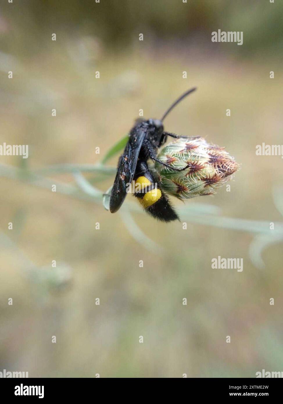 Hairy scoliid wasp hi-res stock photography and images - Alamy