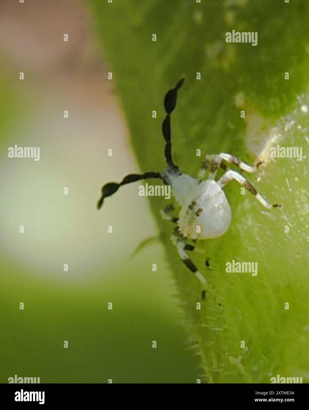 Leaf-footed Bugs (Coreidae) Insecta Stock Photo - Alamy