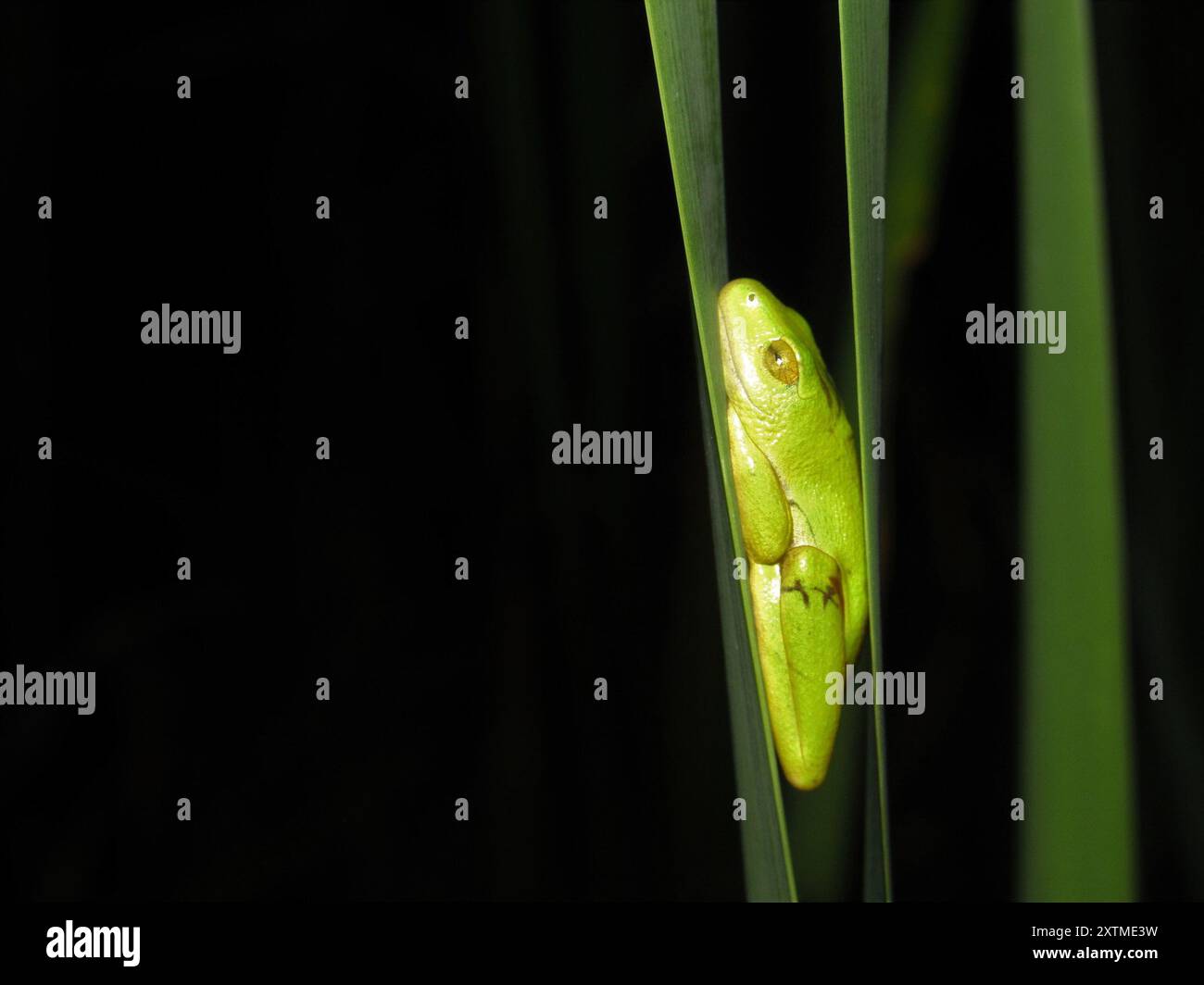 Tinker Reed Frog (Hyperolius tuberilinguis) Amphibia Stock Photo - Alamy