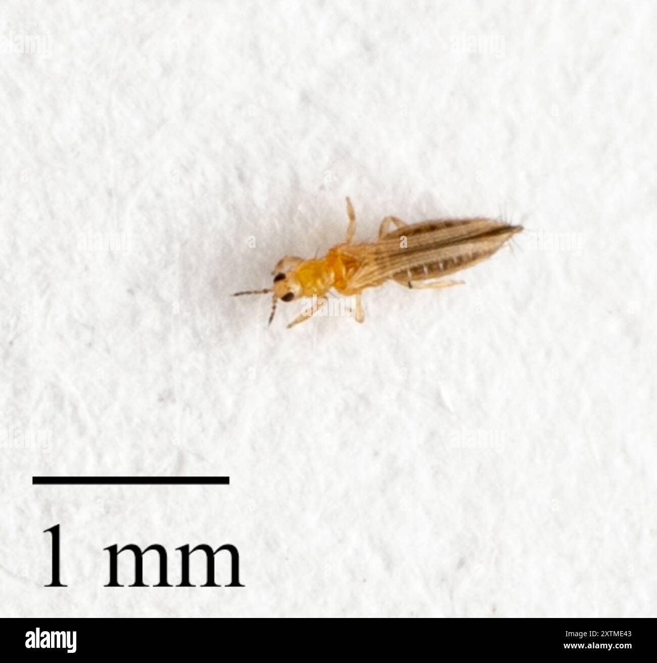 Common Thrips (Thripidae) Insecta Stock Photo - Alamy