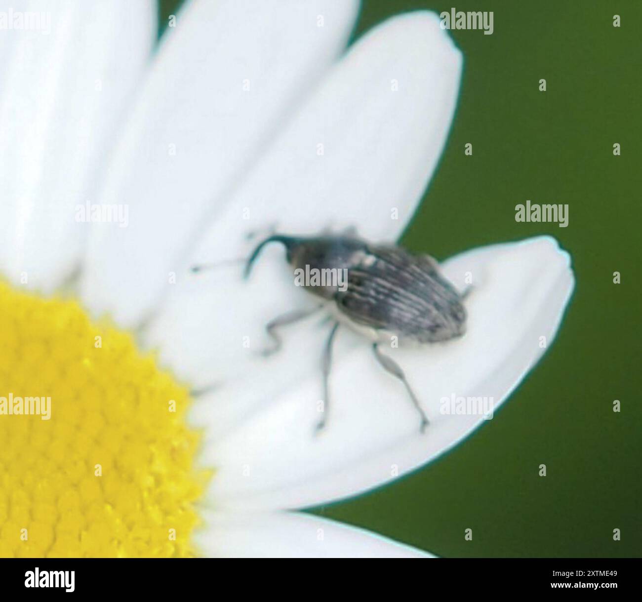 True Weevils (Curculionidae) Insecta Stock Photo - Alamy