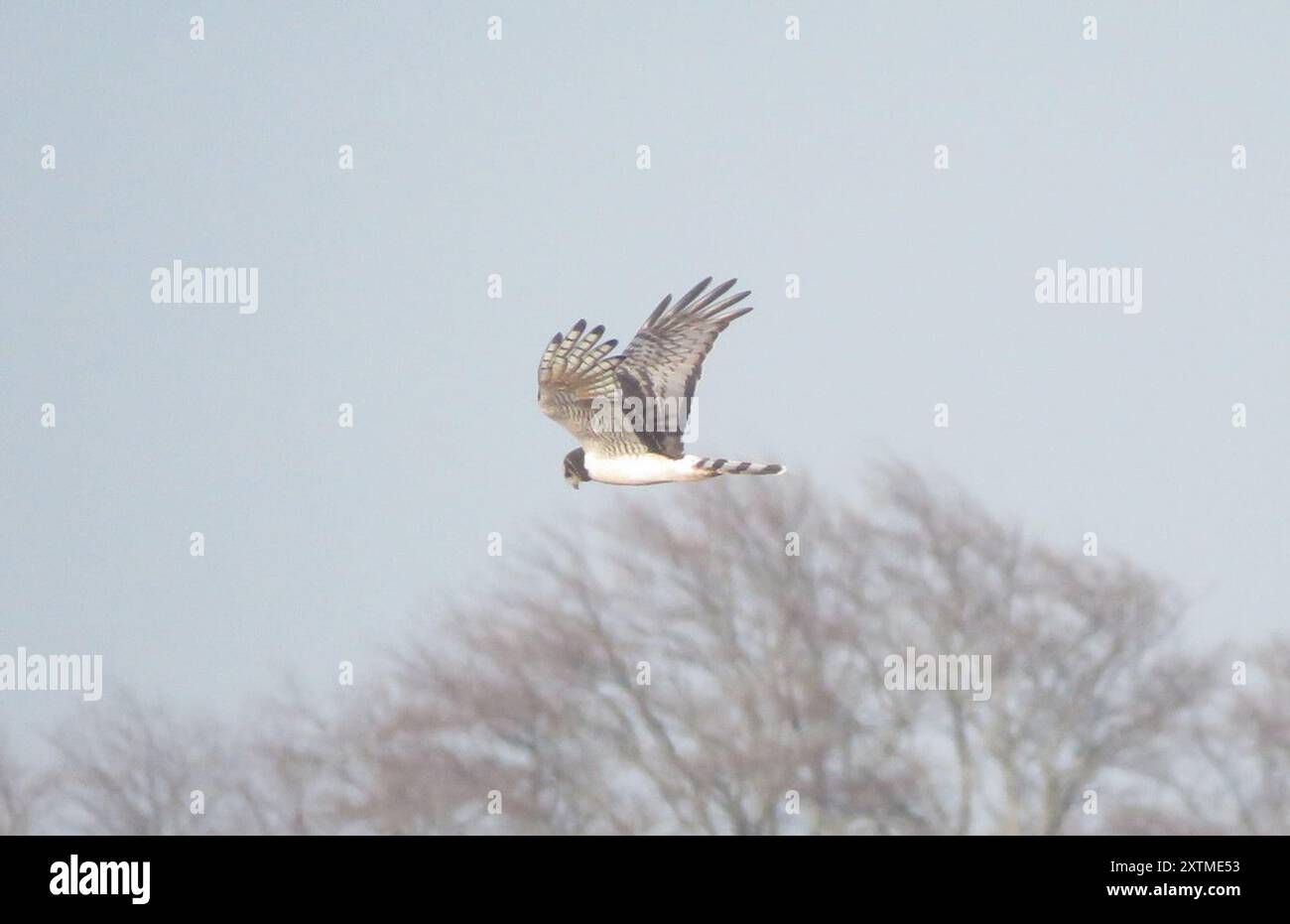 Long-winged Harrier (Circus buffoni) Aves Stock Photo - Alamy