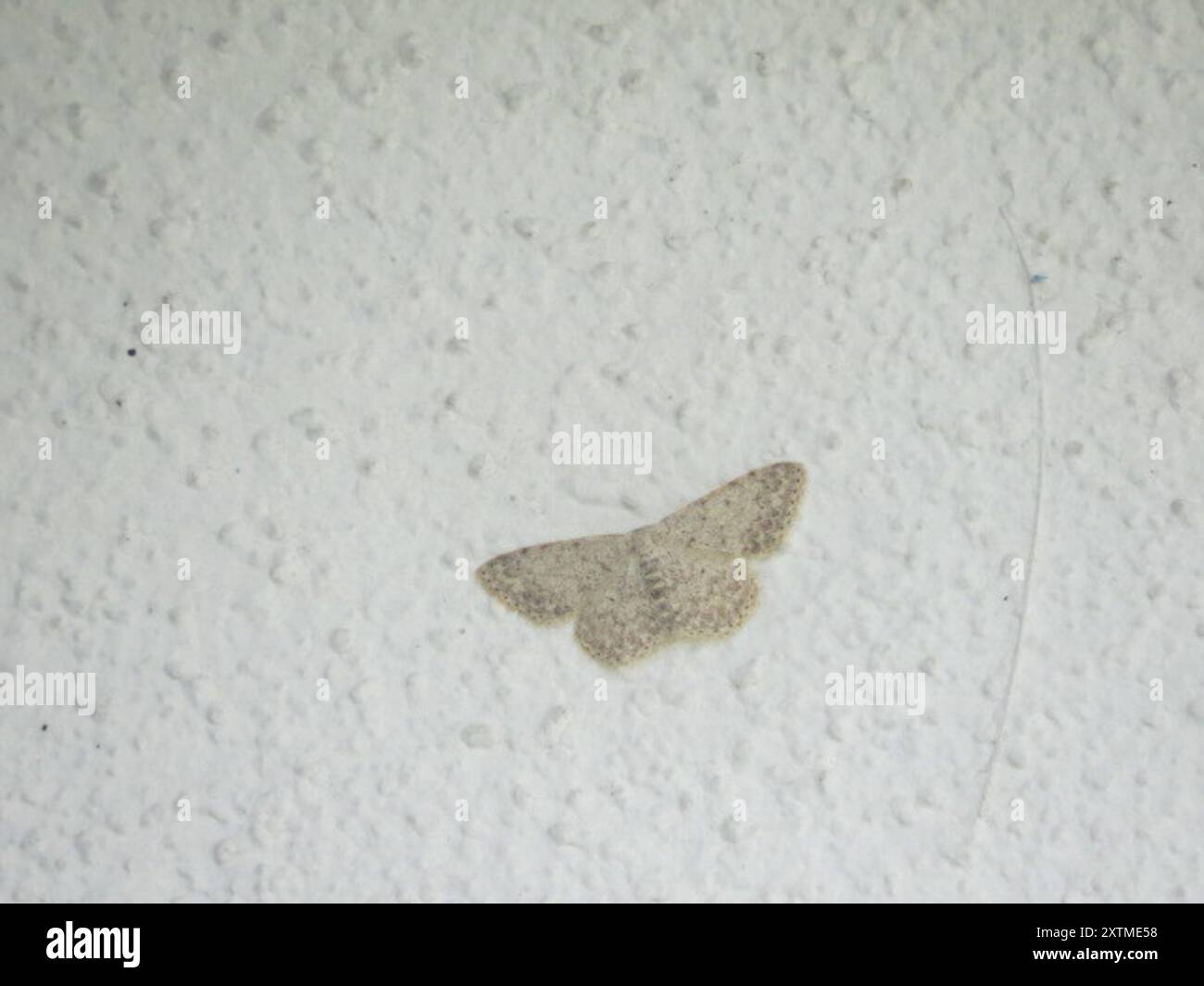 Mullein Wave (Scopula marginepunctata) Insecta Stock Photo - Alamy