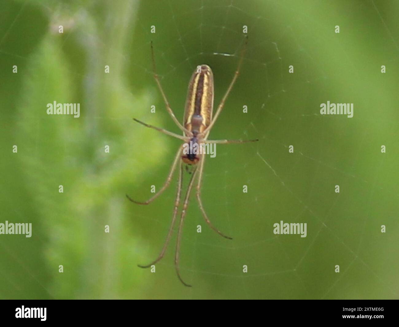 Stretch Spiders (Tetragnatha) Arachnida Stock Photo - Alamy