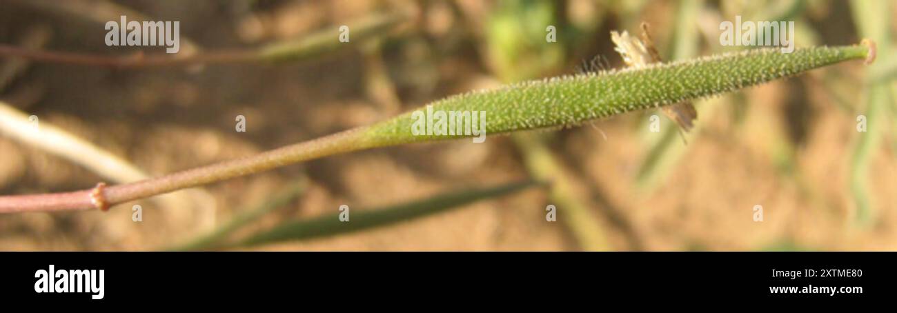 Spiderwisp (Cleome gynandra) Plantae Stock Photo - Alamy