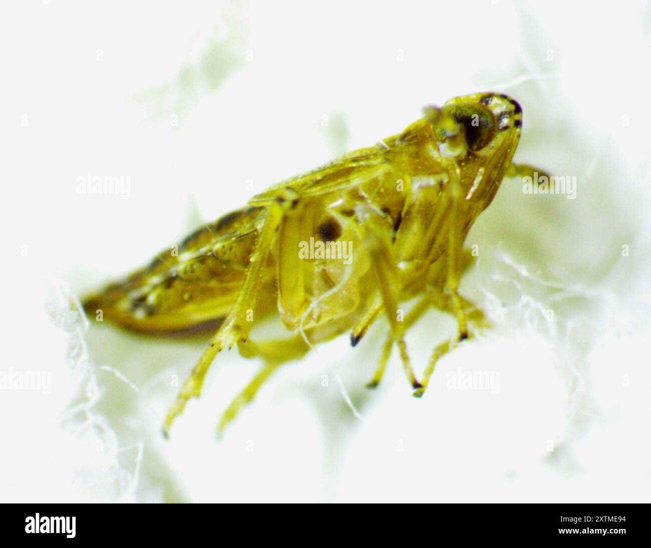 (Megamelus ungulatus) Insecta Stock Photo - Alamy