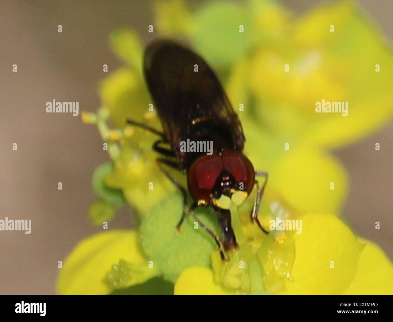 Sedgesitters (Platycheirus) Insecta Stock Photo - Alamy