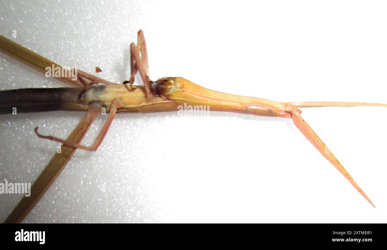Silent Slant-faced Grasshoppers (Acridinae) Insecta Stock Photo - Alamy