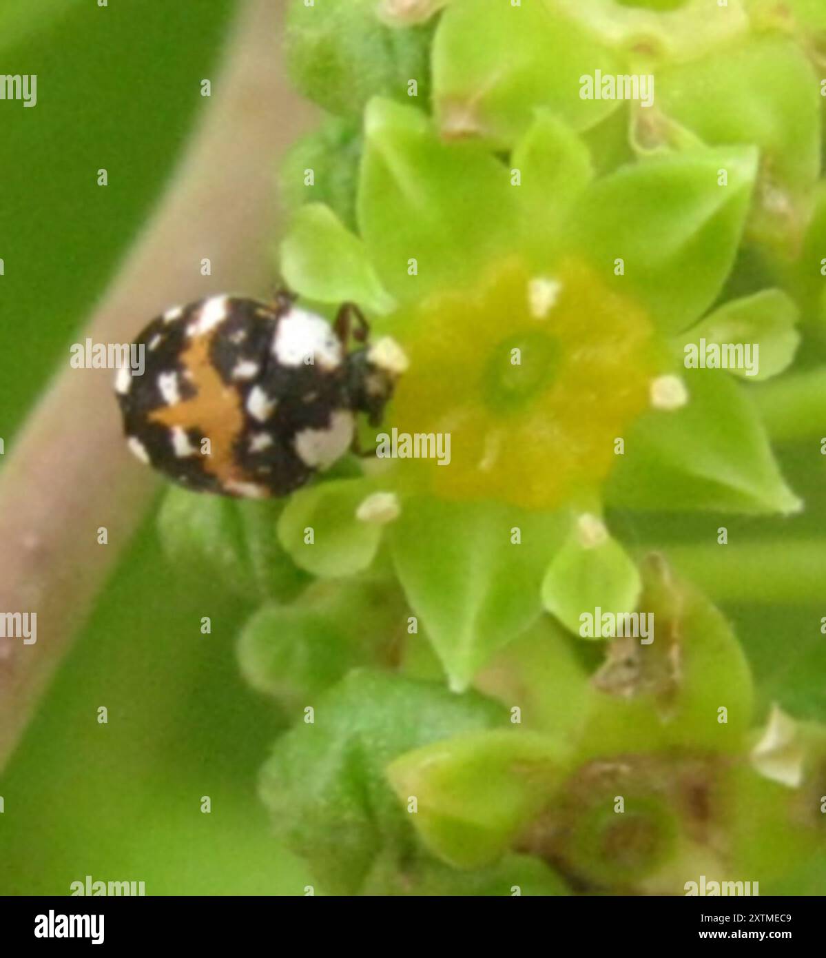 buffalo-thorn (Ziziphus mucronata) Plantae Stock Photo - Alamy