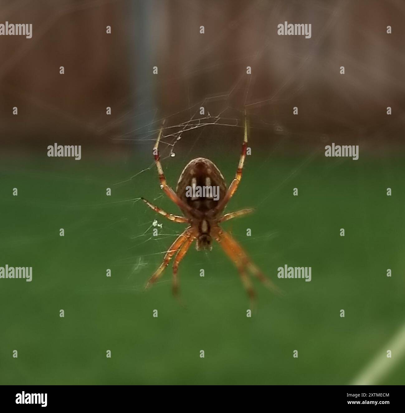 Western Spotted Orbweaver (Neoscona oaxacensis) Arachnida Stock Photo ...