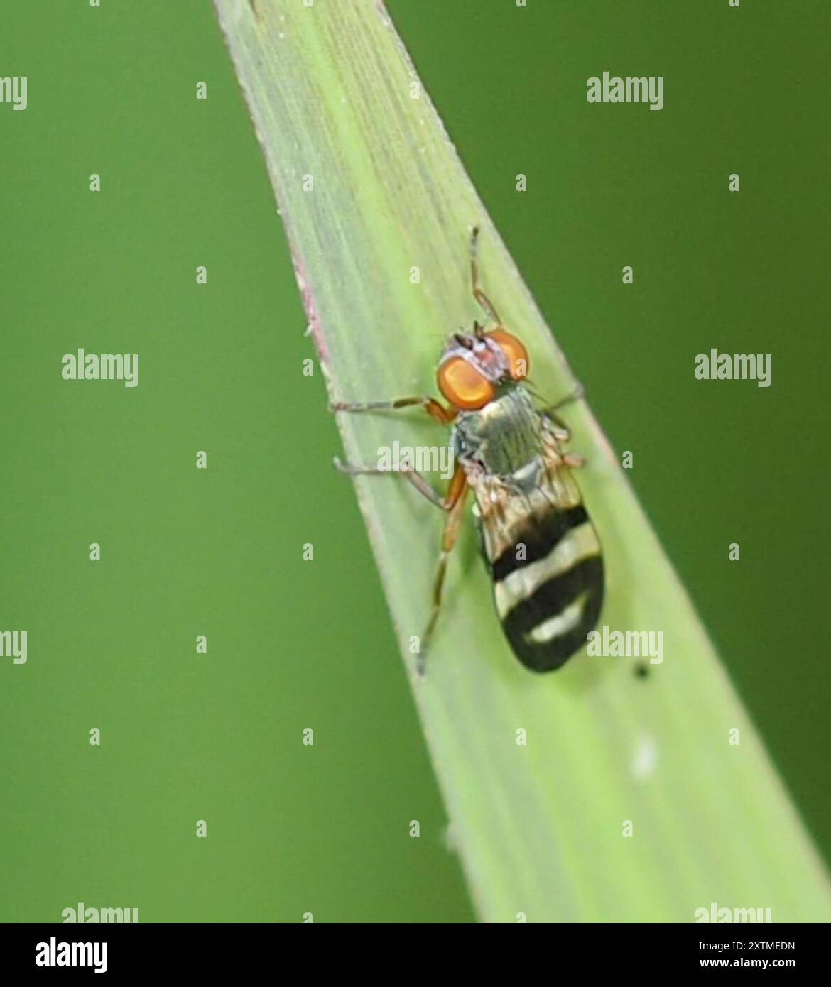 Banded-wing Flies (Chaetopsis) Insecta Stock Photo - Alamy