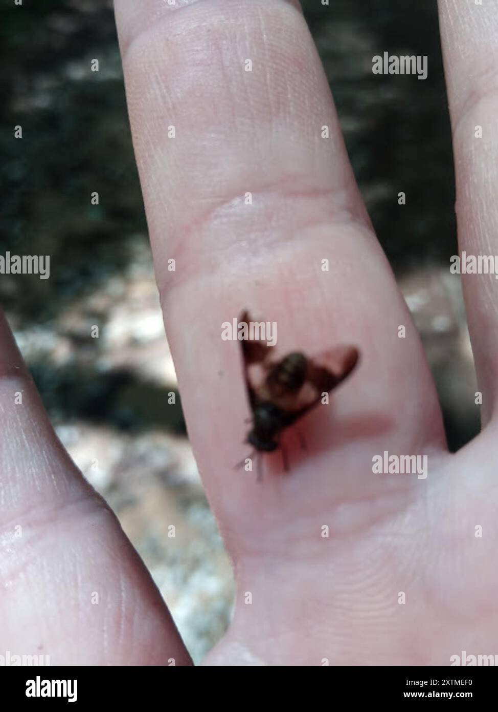 Deer Flies (Chrysops) Insecta Stock Photo - Alamy