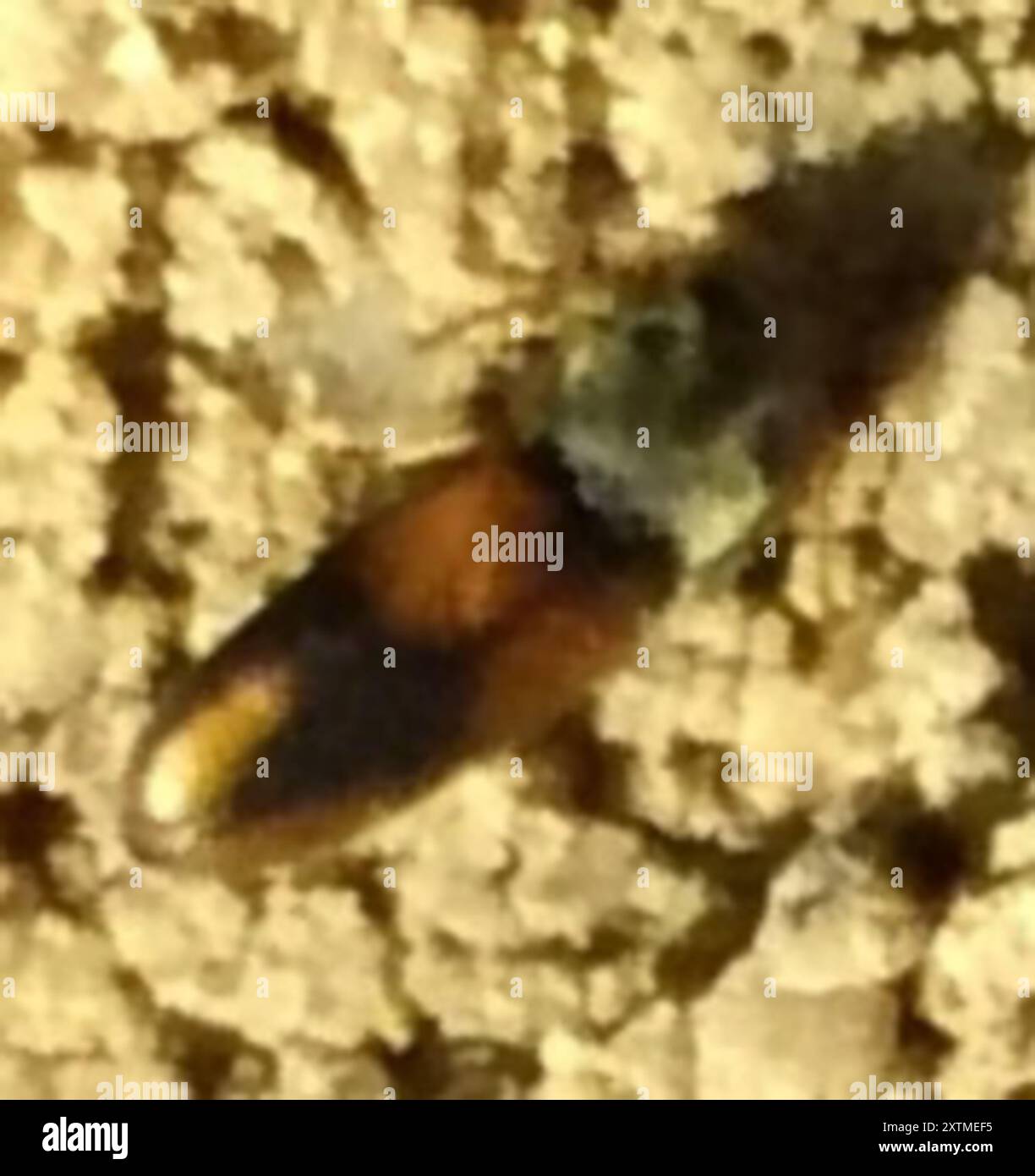 (Horistonotus curiatus) Insecta Stock Photo - Alamy