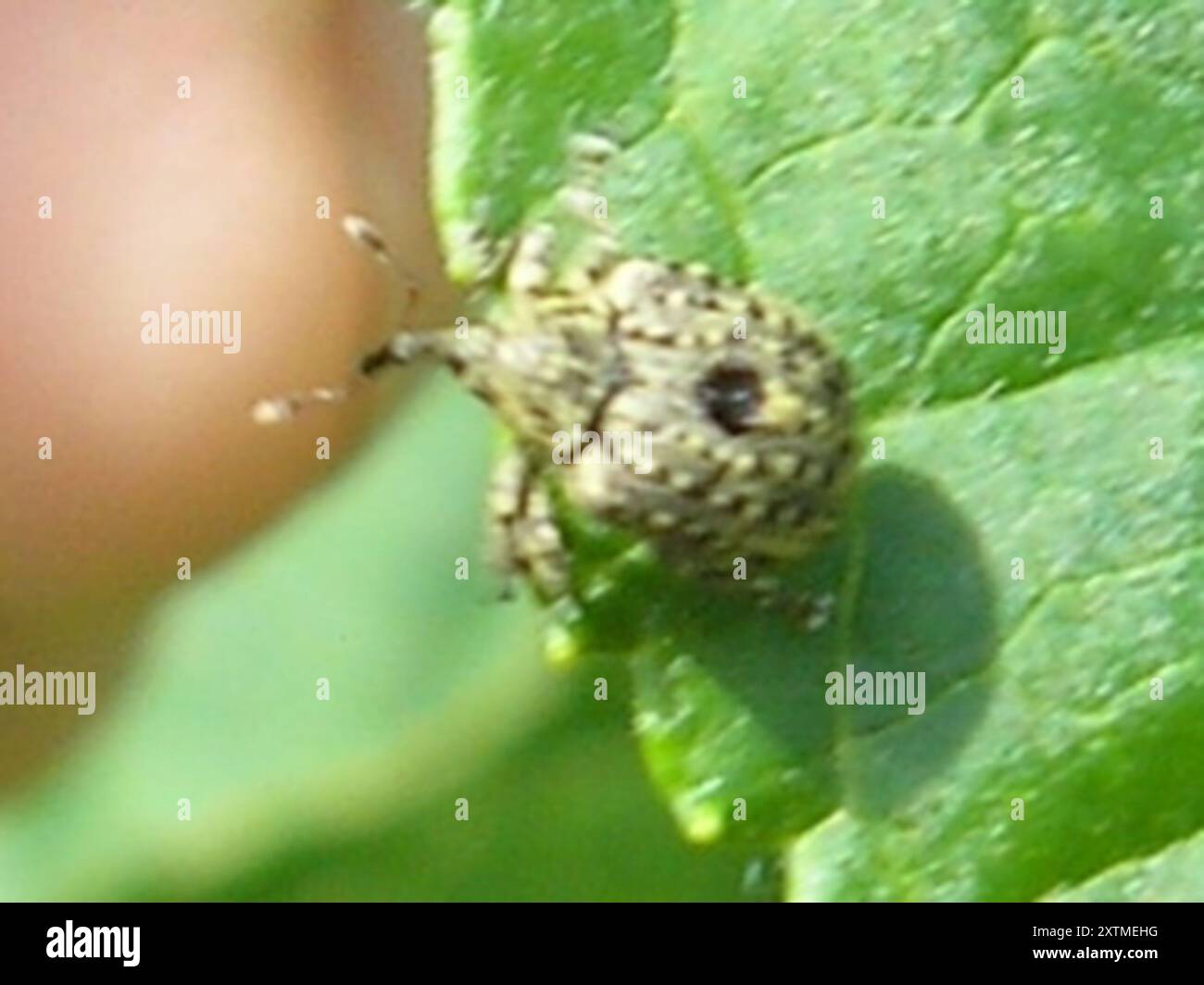garden figwort weevil (Cionus hortulanus) Insecta Stock Photo - Alamy