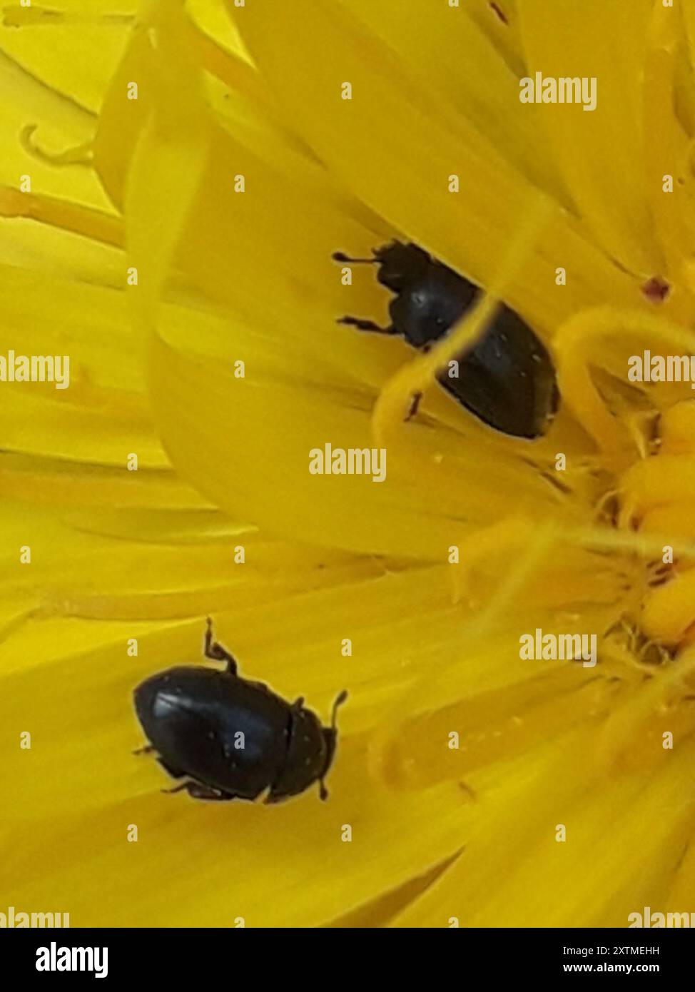 Common Pollen Beetle (Brassicogethes aeneus) Insecta Stock Photo - Alamy