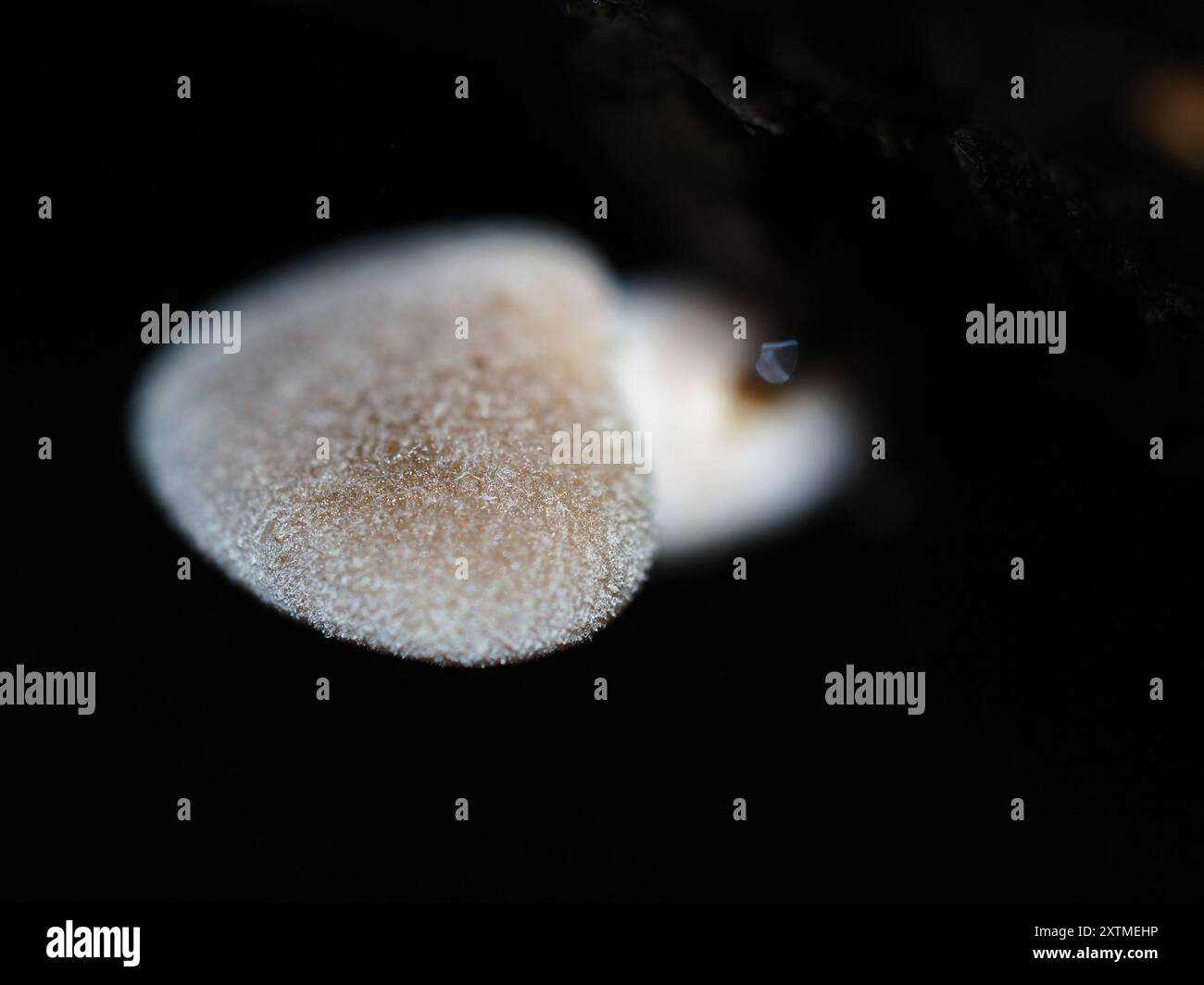 (Pleurotus purpureo-olivaceus) Fungi Stock Photo - Alamy
