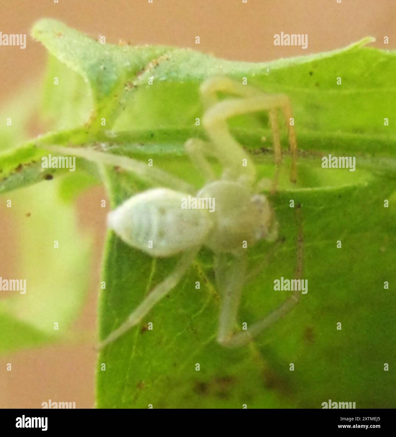 Crab Spiders (Thomisidae) Arachnida Stock Photo - Alamy