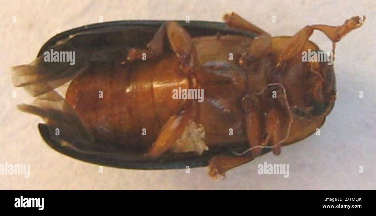 Pleasing Fungus Beetles (Erotylidae) Insecta Stock Photo - Alamy