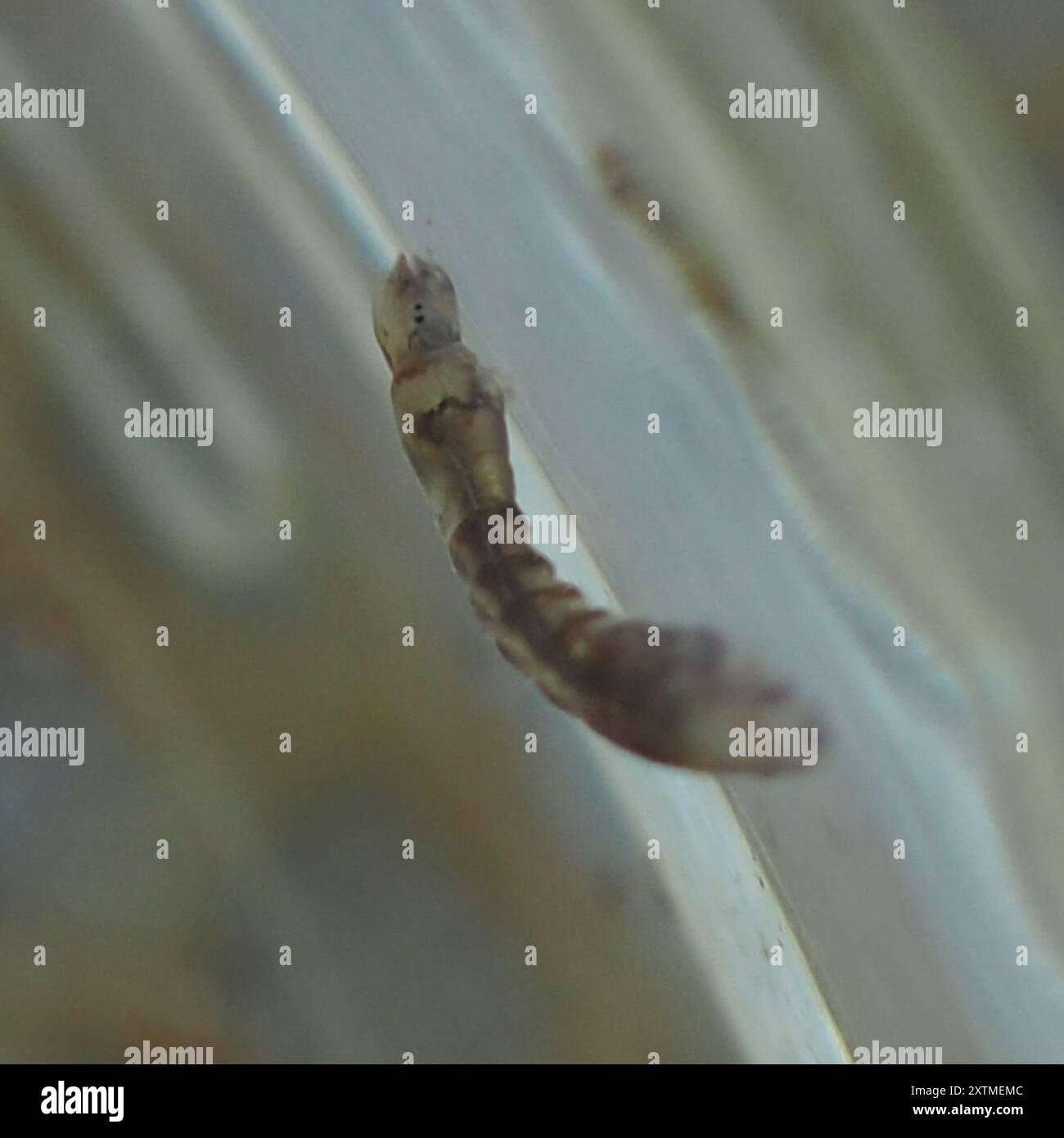 Black Flies (Simuliidae) Insecta Stock Photo - Alamy