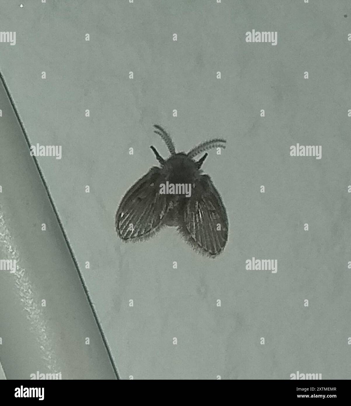Bathroom Moth Fly (Clogmia albipunctata) Insecta Stock Photo - Alamy