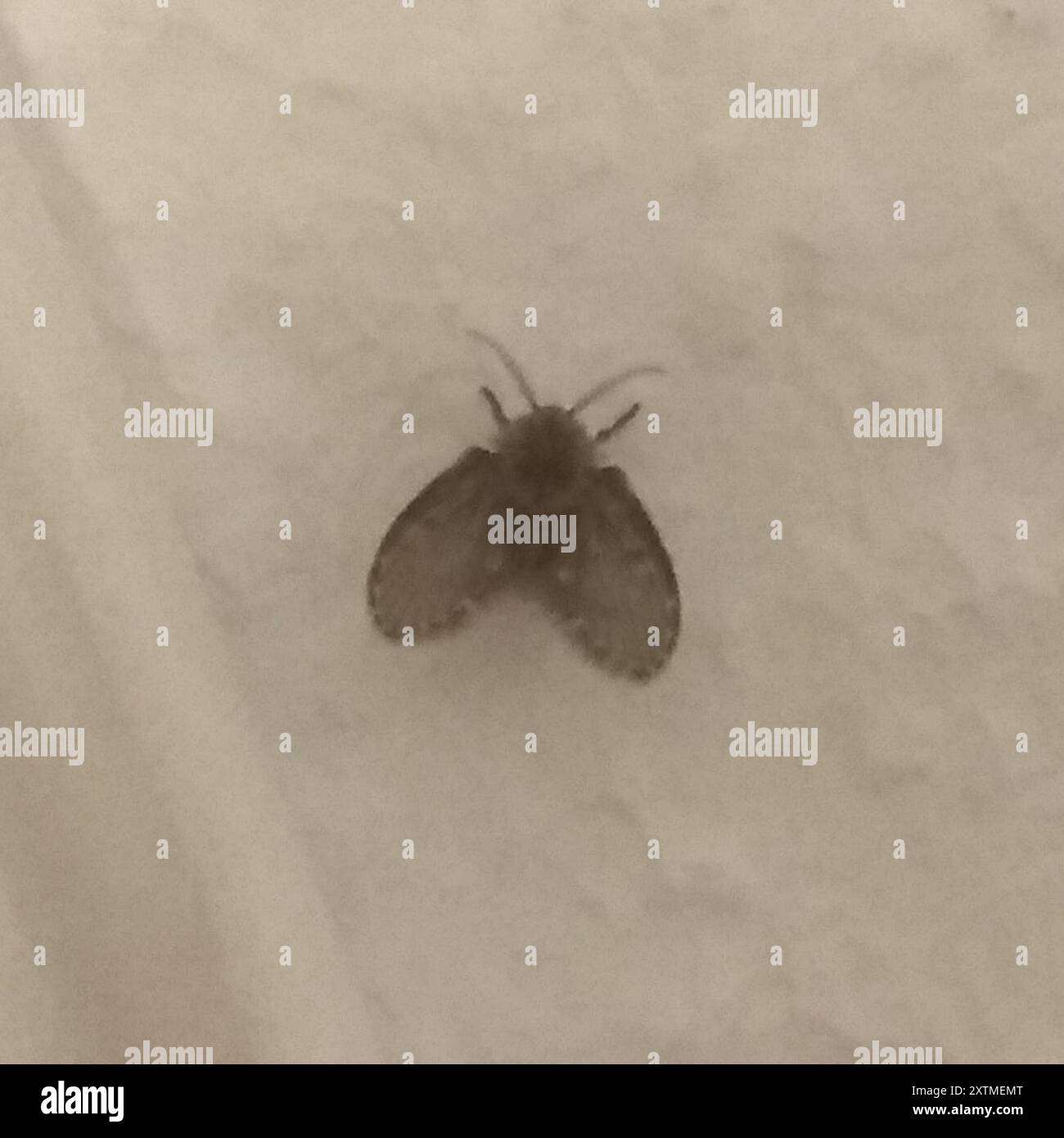 Bathroom Moth Fly (Clogmia albipunctata) Insecta Stock Photo - Alamy