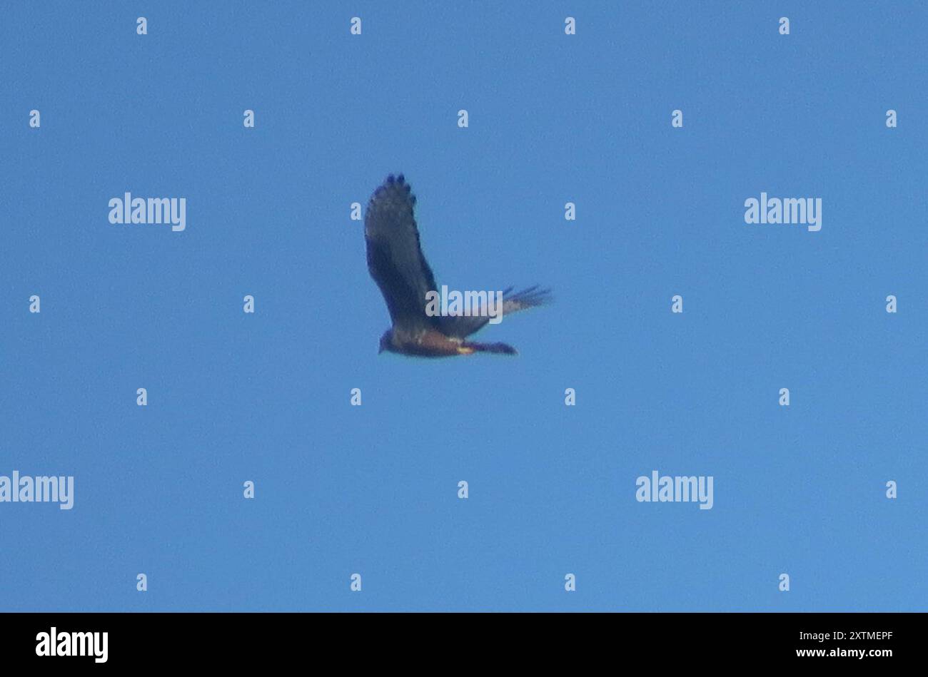 Long winged harrier hi-res stock photography and images - Alamy
