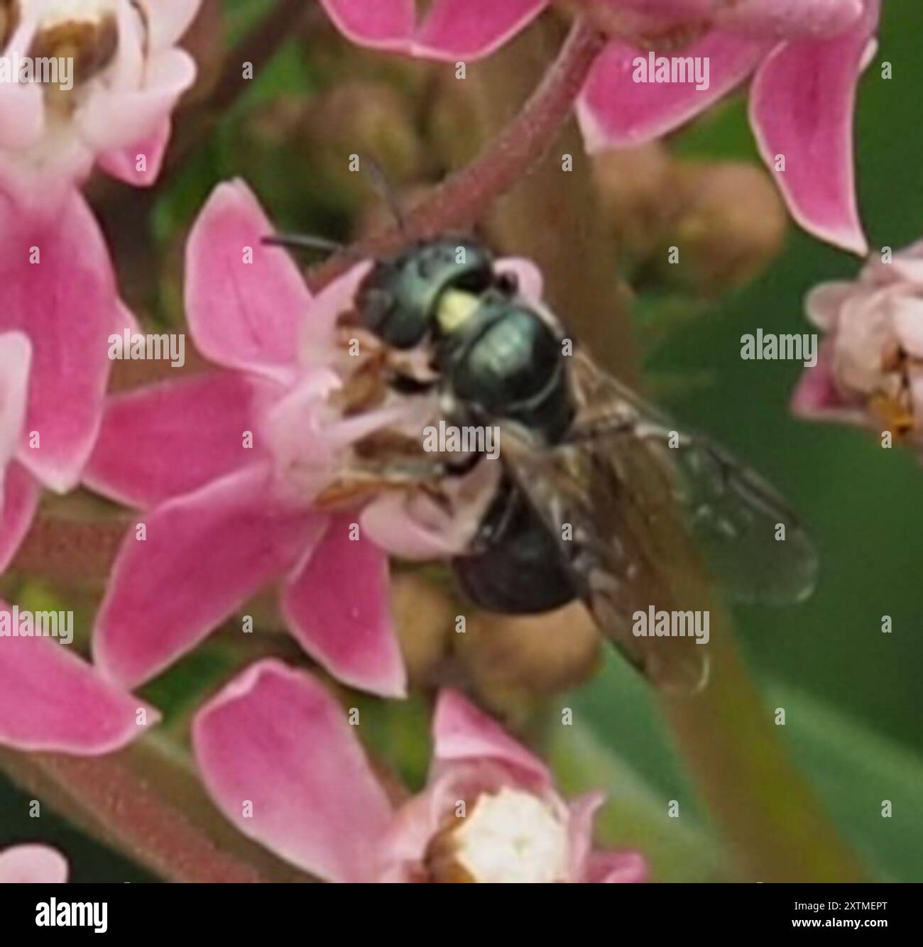 Spurred Ceratina (Ceratina calcarata) Insecta Stock Photo - Alamy