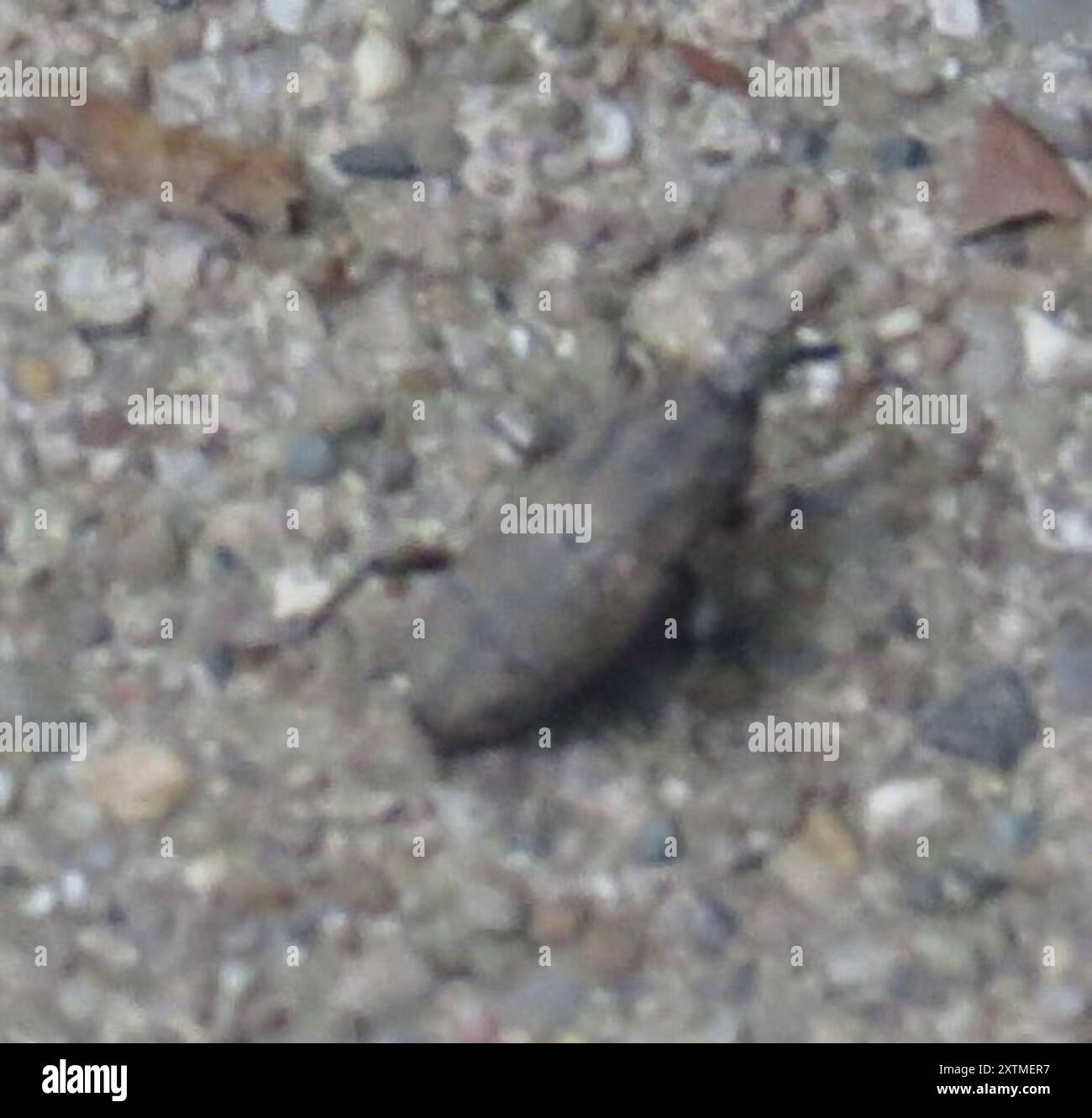 Billbug Weevils (Sphenophorus) Insecta Stock Photo - Alamy