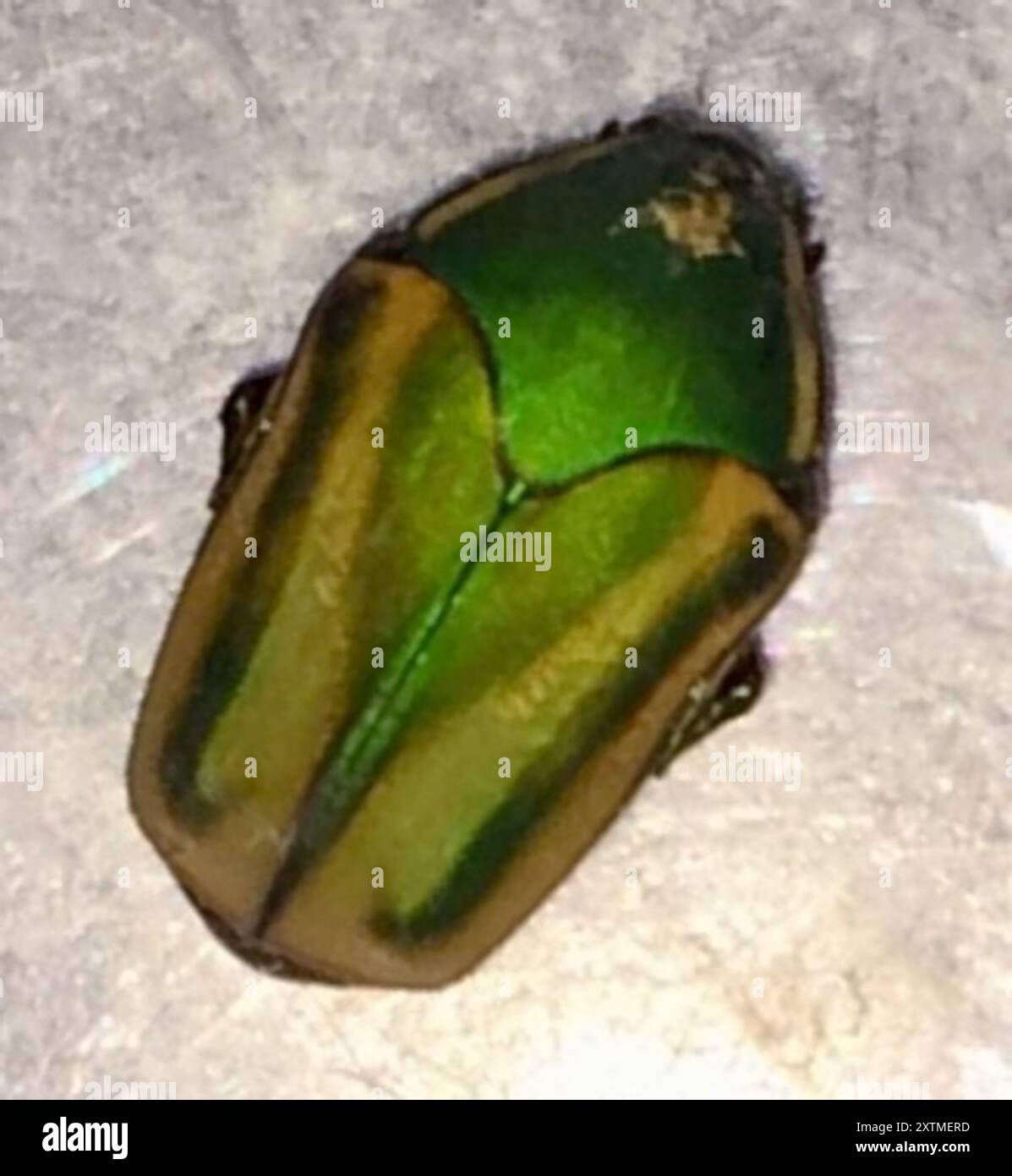 Common Green June Beetle (Cotinis nitida) Insecta Stock Photo - Alamy