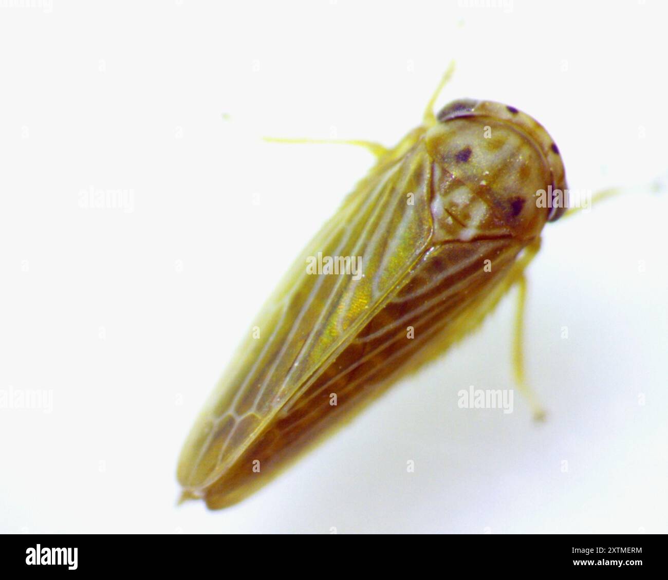 Constricted Leafhopper (Agallia constricta) Insecta Stock Photo - Alamy