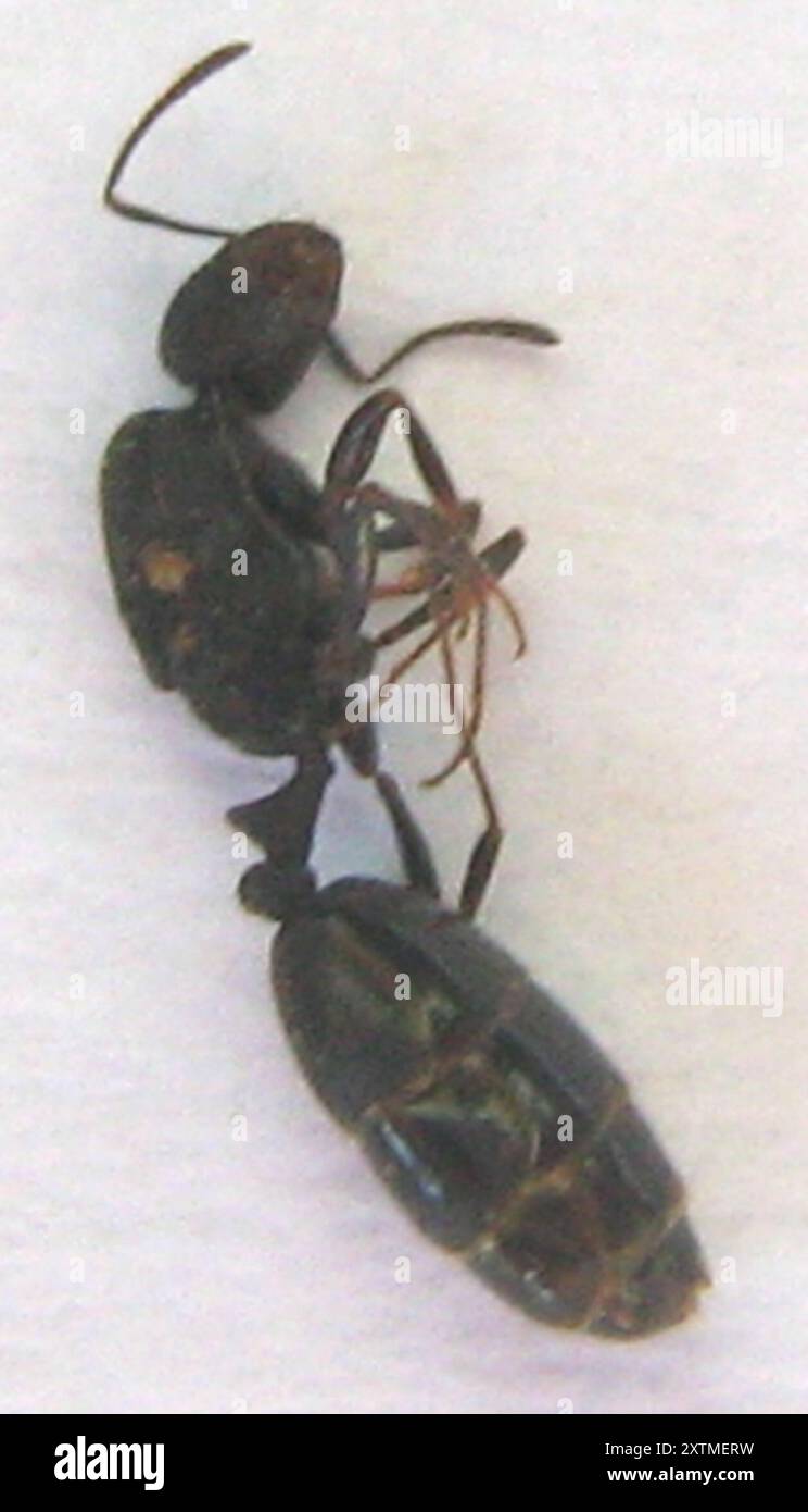 Timid ants hi-res stock photography and images - Alamy