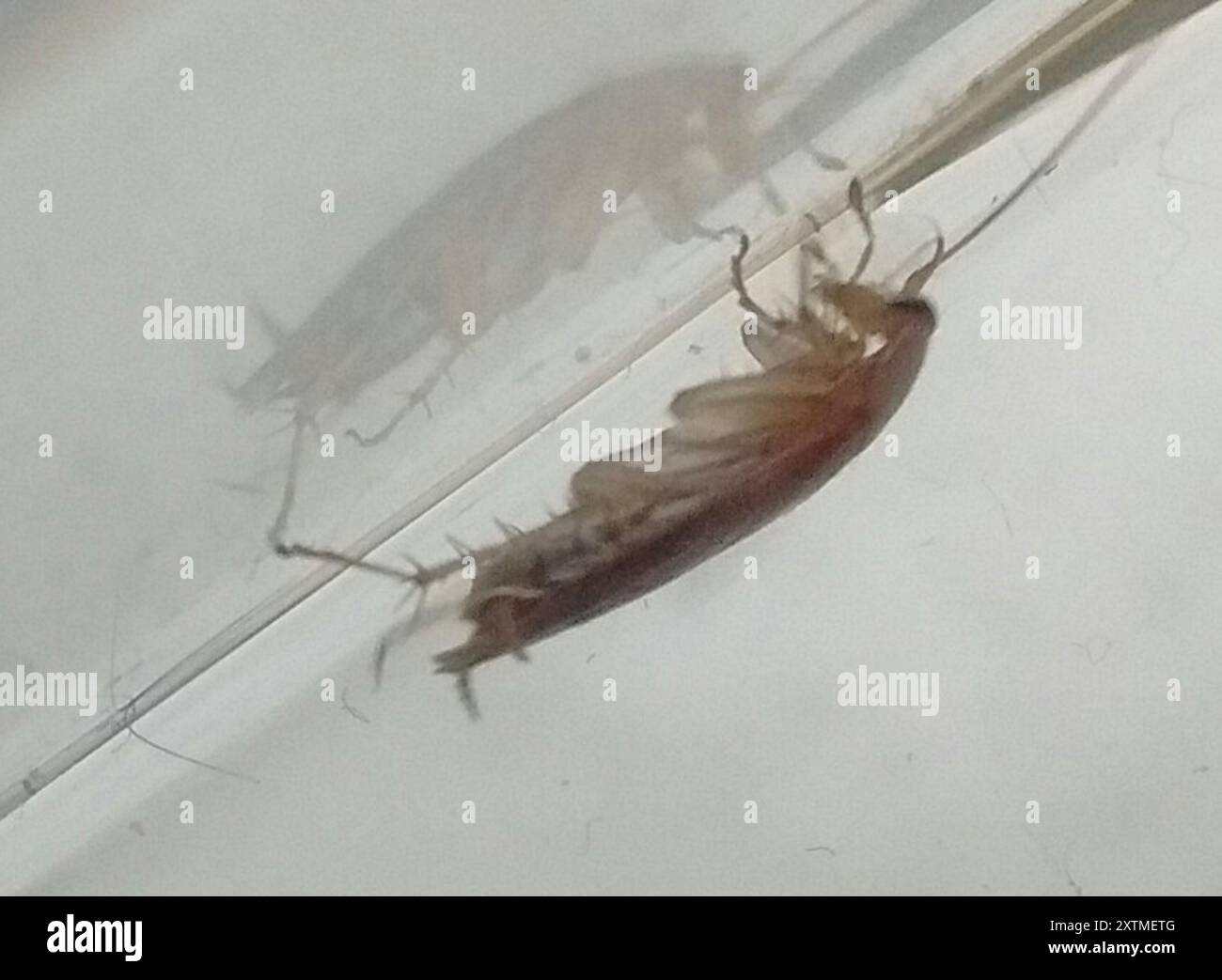 Tawny Cockroach (Ectobius pallidus) Insecta Stock Photo - Alamy