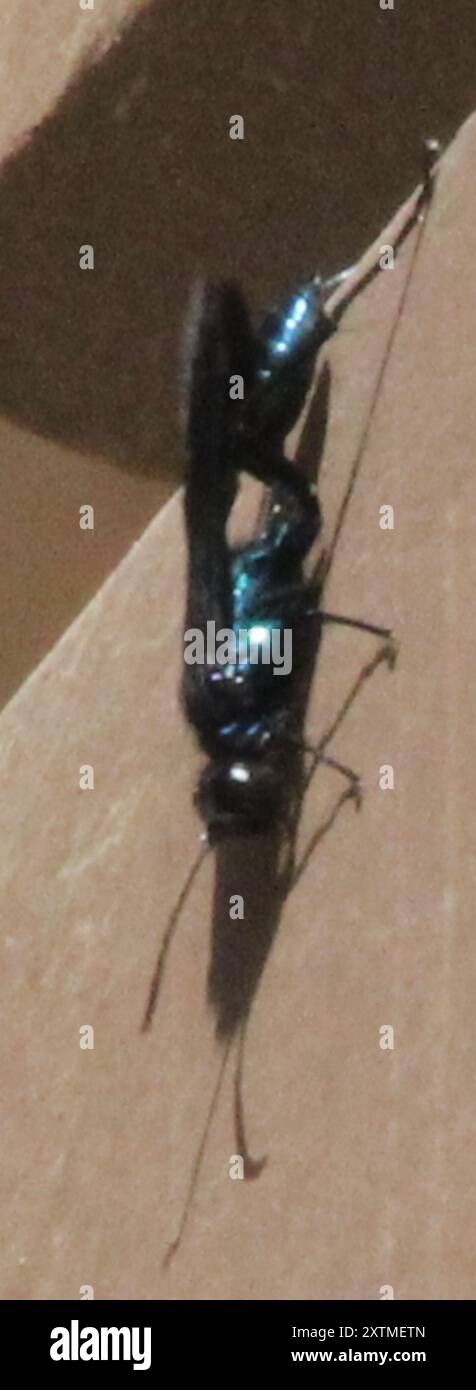 Blue Mud-dauber Wasps (Chalybion) Insecta Stock Photo - Alamy