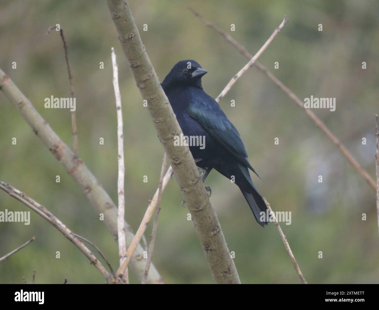 Shiny Cowbird (Molothrus bonariensis) Aves Stock Photo - Alamy