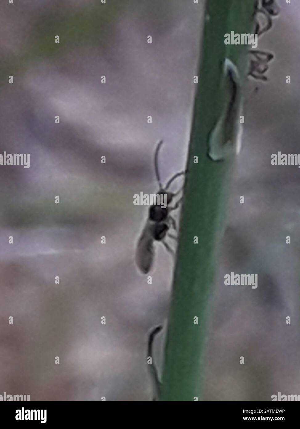 Gall Wasps and Allies (Cynipoidea) Insecta Stock Photo - Alamy