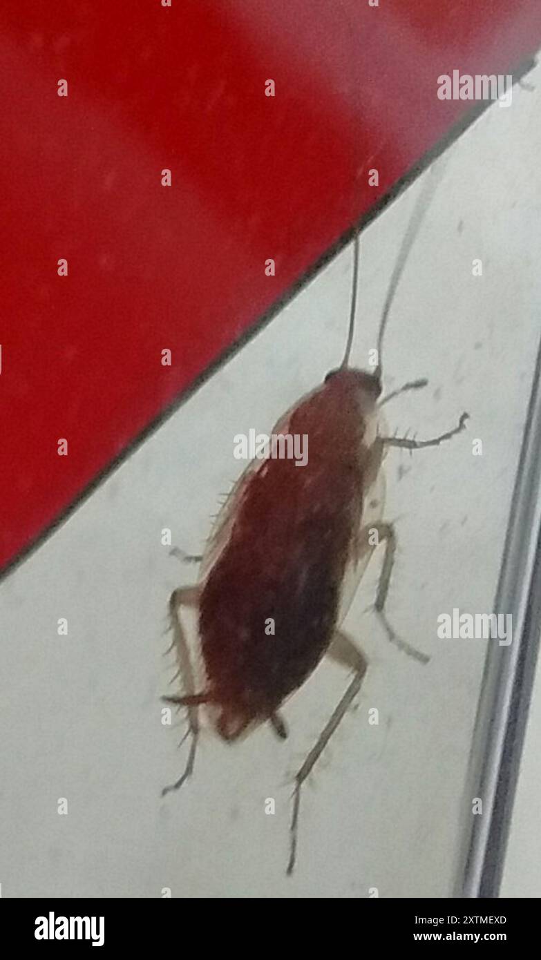 Tawny Cockroach (Ectobius pallidus) Insecta Stock Photo - Alamy