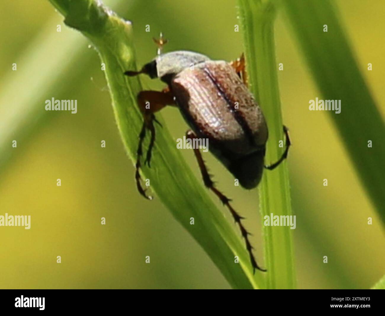 American Rose Chafer (Macrodactylus subspinosus) Insecta Stock Photo ...