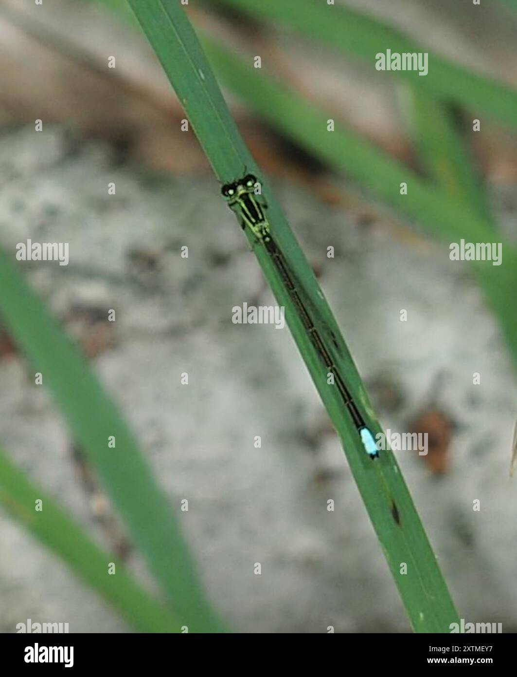 Eastern Forktail (Ischnura verticalis) Insecta Stock Photo - Alamy