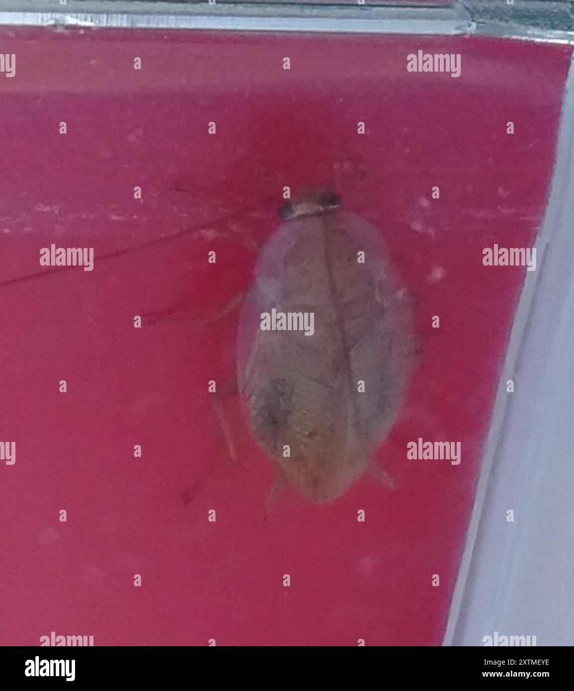 Tawny Cockroach (Ectobius pallidus) Insecta Stock Photo - Alamy