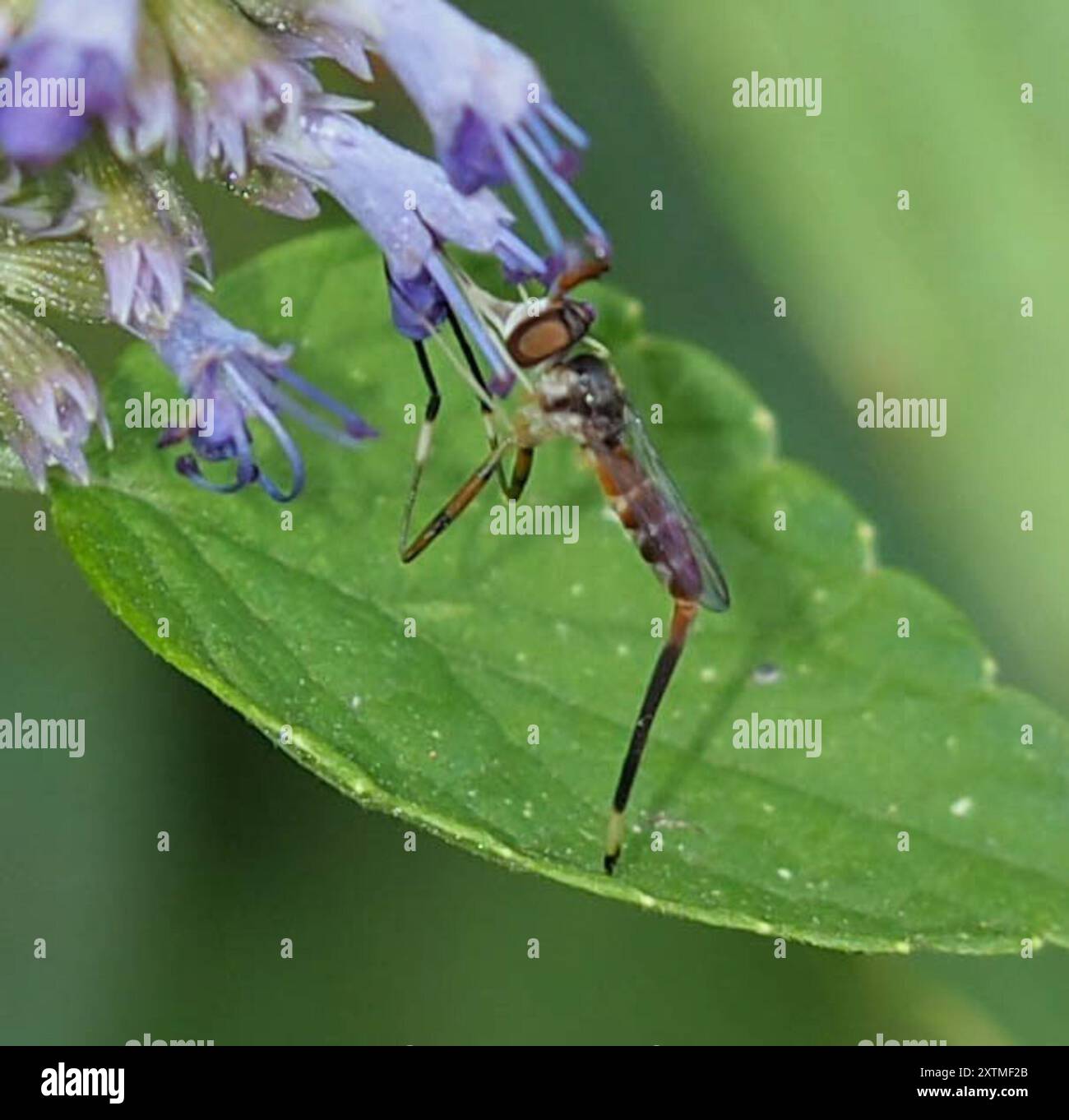 (Stylogaster neglecta) Insecta Stock Photo - Alamy