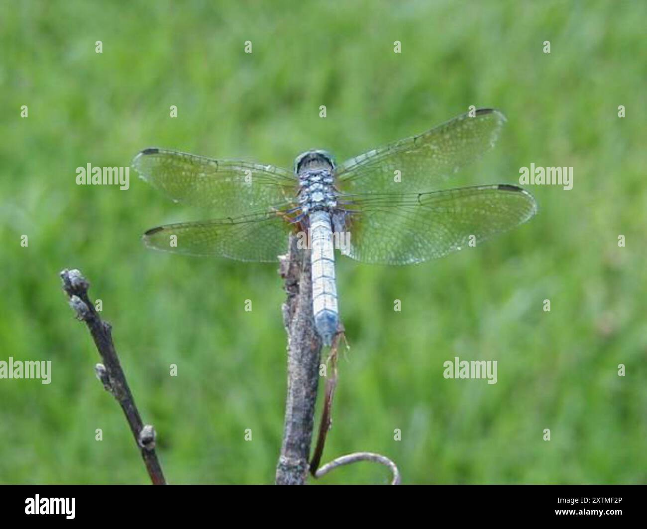 Blue Dasher (Pachydiplax longipennis) Insecta Stock Photo - Alamy