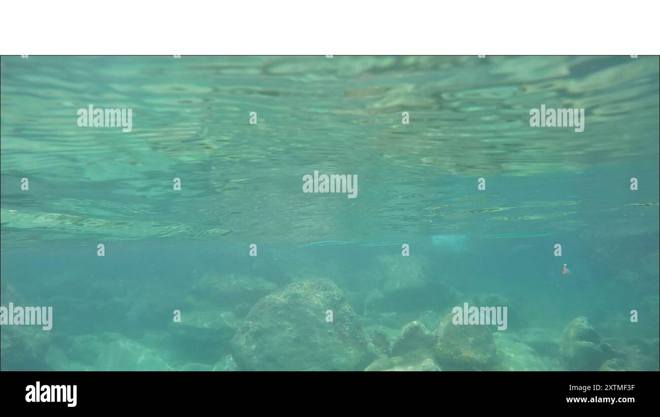 Needlefishes hi-res stock photography and images - Alamy