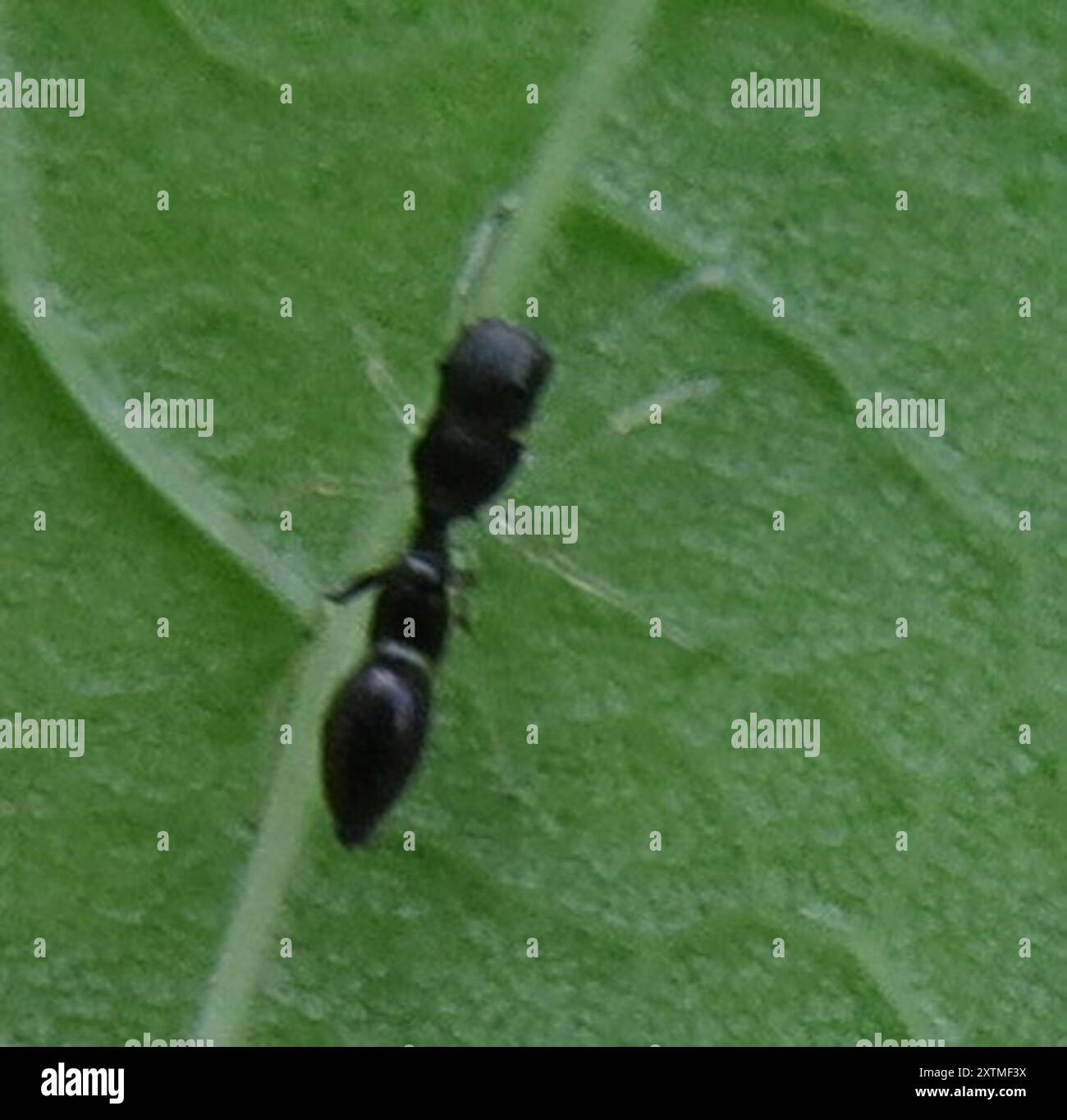 Slender Ant-mimic Jumping Spider (Synemosyna formica) Arachnida Stock ...