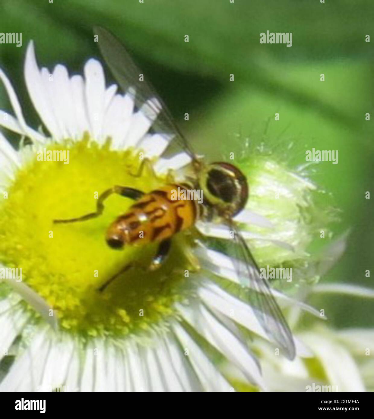 Eastern Calligrapher (Toxomerus geminatus) Insecta Stock Photo - Alamy