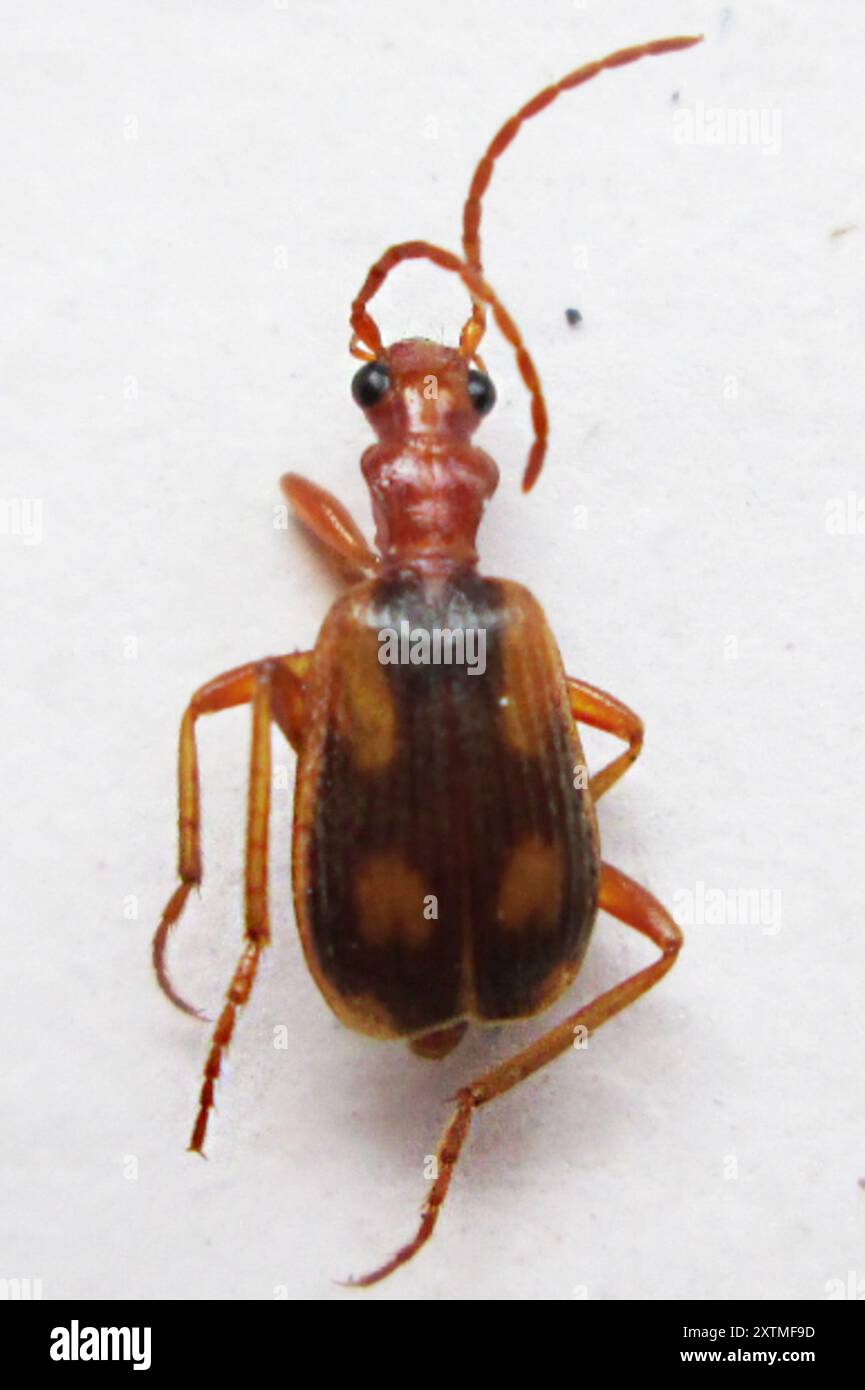 (Brachinus armiger) Insecta Stock Photo - Alamy