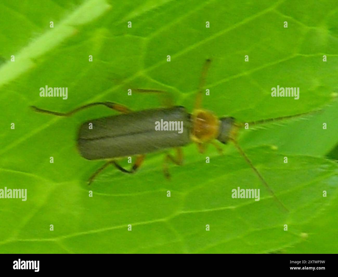 Grey Sailor Beetle (Cantharis nigricans) Insecta Stock Photo - Alamy